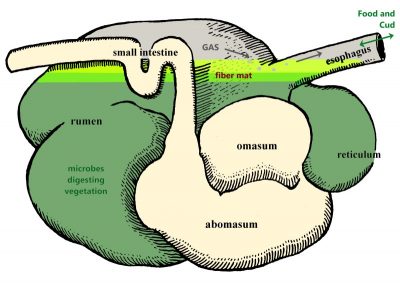 Goat Bloat: Symptoms, Treatment, and Prevention - Goat Journal